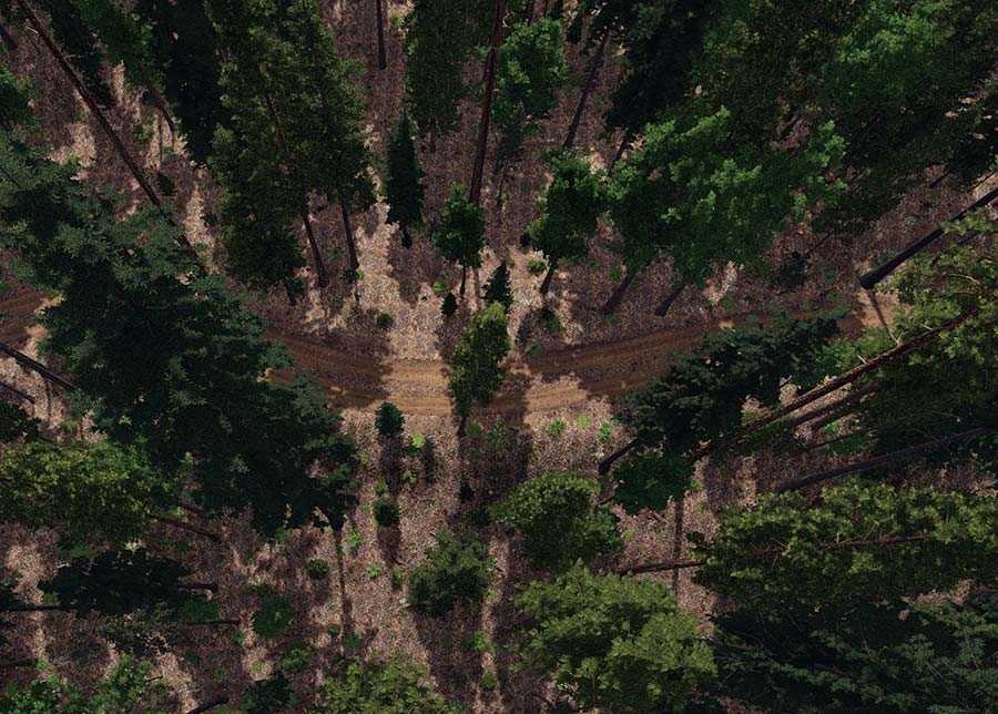 Visual Forester: Digital Stands, Real Solutions - Forest Visualization ...