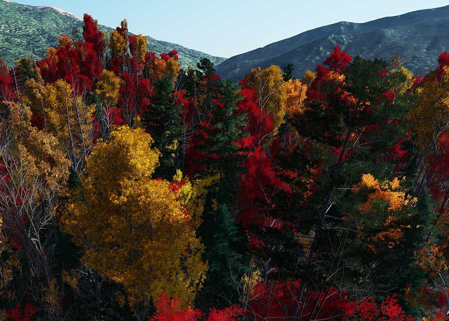 Visual Forester: Digital Stands, Real Solutions - Forest Visualization ...